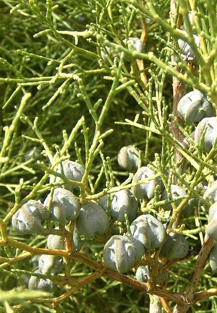 July Flower of the Month: Sandarac Gum Tree (MT: Siġra tal-Għargħar ...