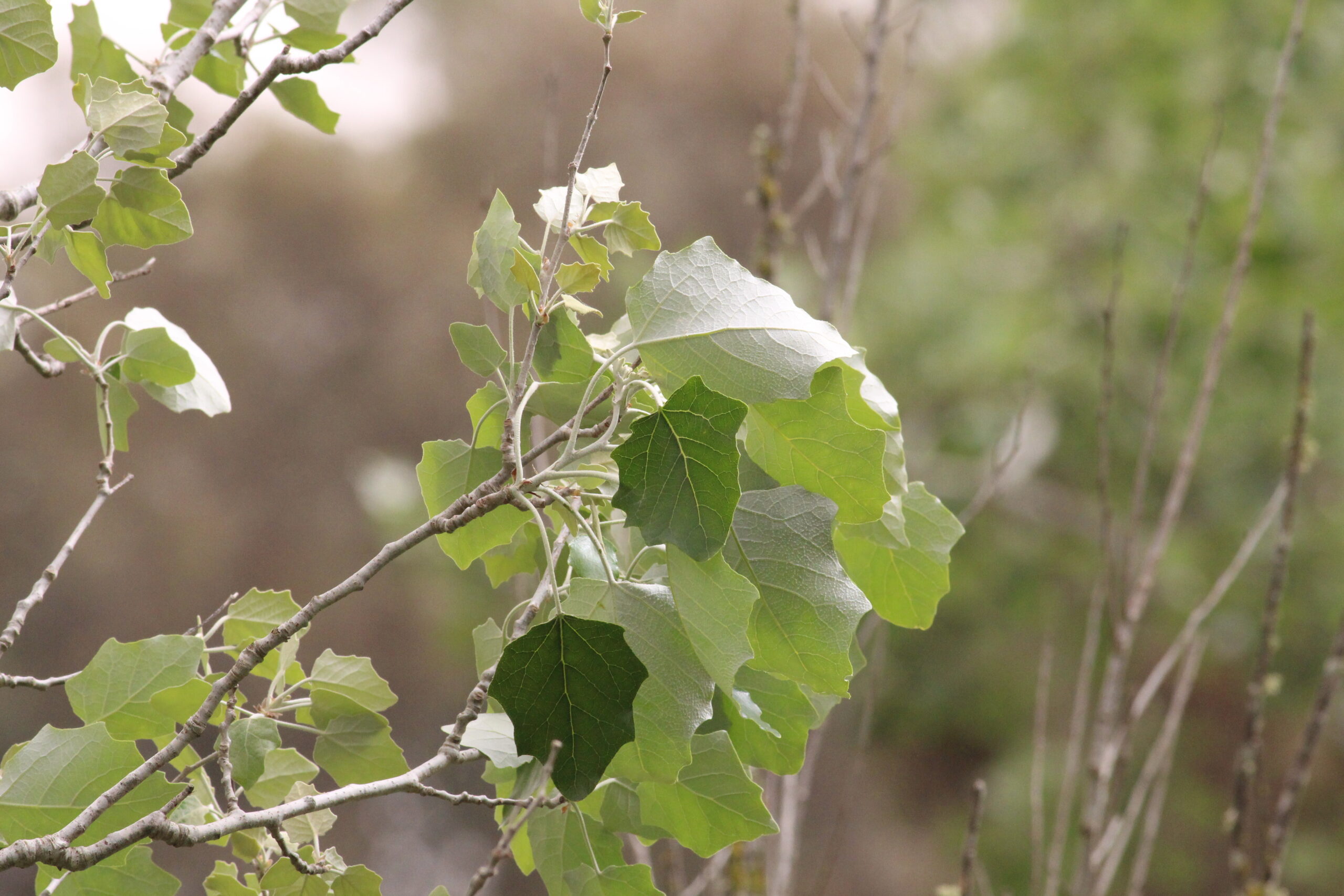November Plant of the Month: White Poplar (MT: Luq) Populus alba ...