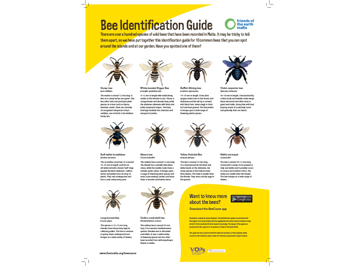 Bee Guide